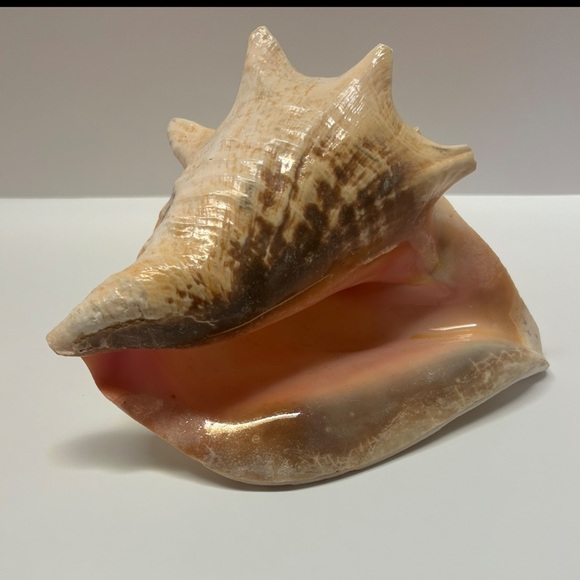 Accents | Huge Pink 9 Horned Queen Conch Shell Natural Beach Seashell ...